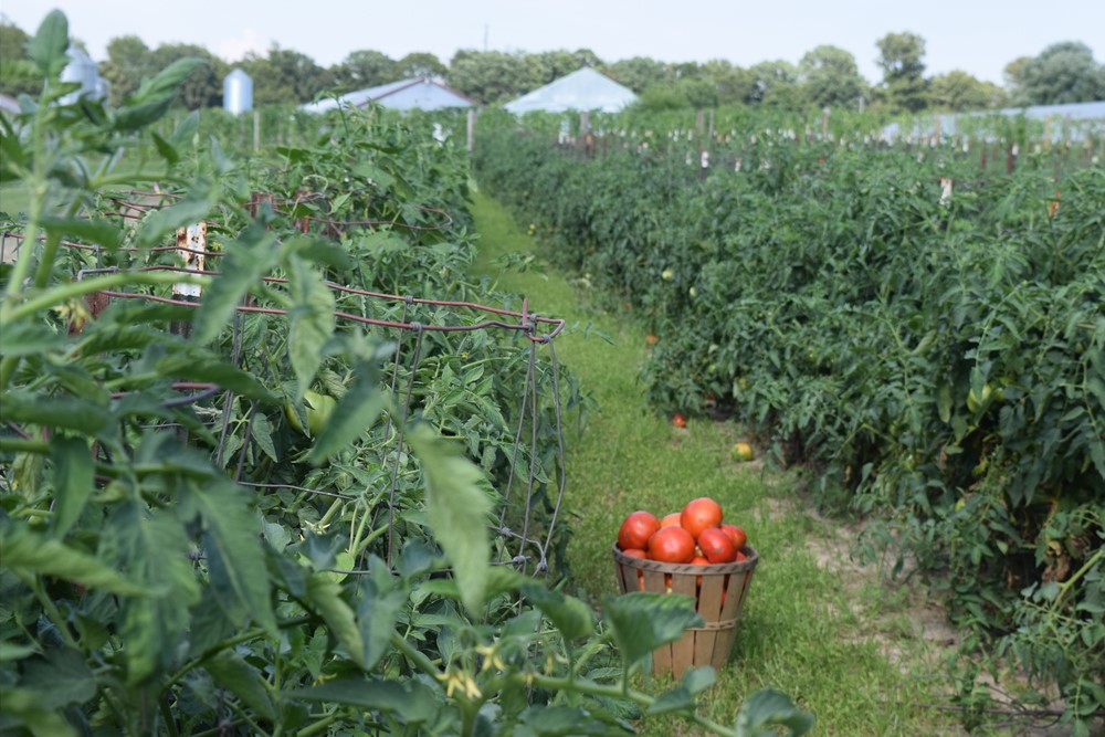 Have a Locally-Sourced Summer | Horizon Farm Credit